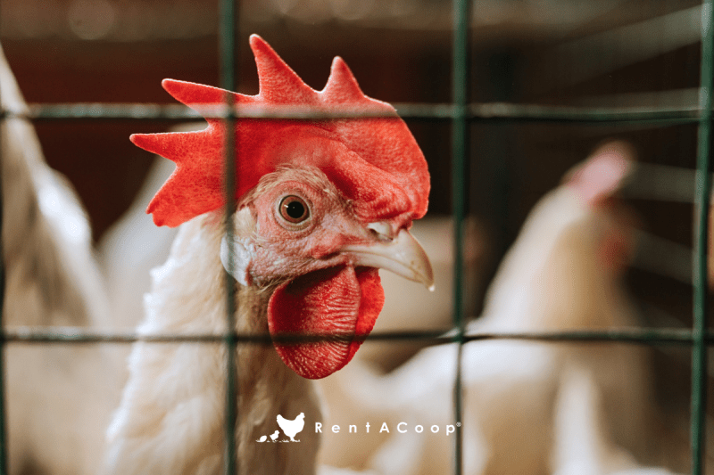 Winter Boredom in Chickens: Signs, Causes & Enrichment Tips – RentACoop