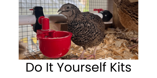 DIY Backyard Chicken Supplies | Kits, Feeders, Waterers – RentACoop