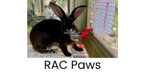 Small Animal Feeders, Waterers, and Supplies | RAC Paws – RentACoop